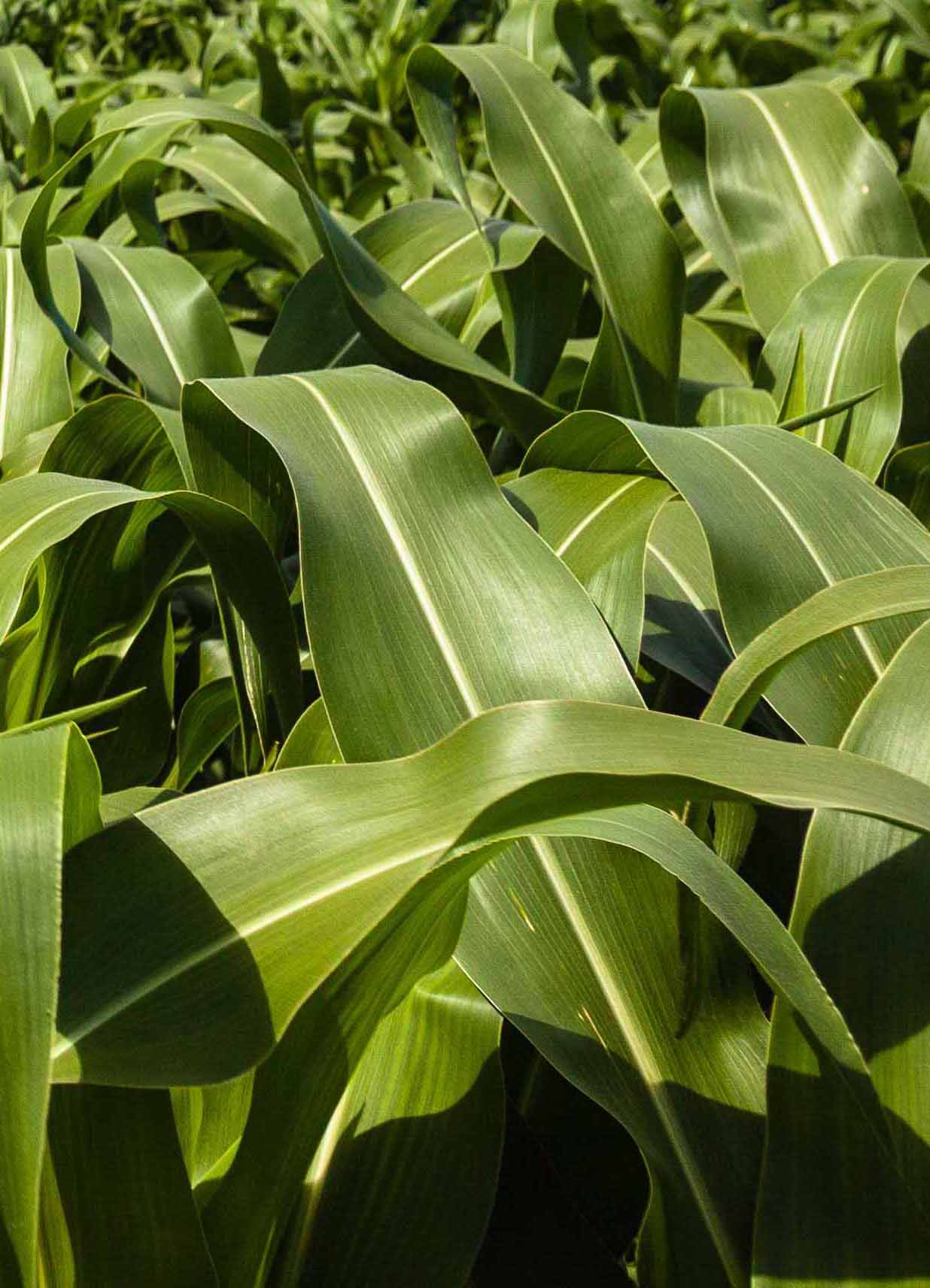 The U.S. Potash Project | Michigan Potash & Salt Company (MPSC)